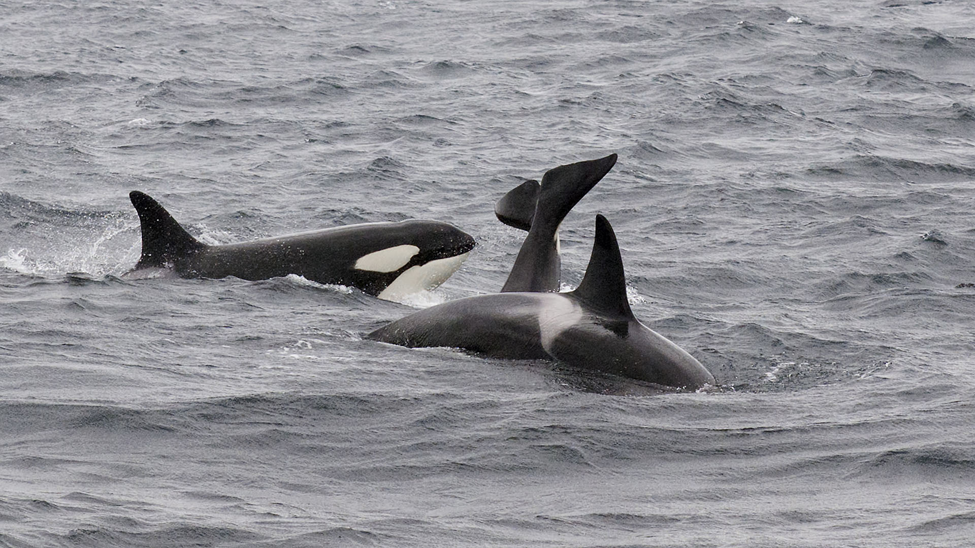 Expeditie: Op zoek naar de orka's van de Noordzee - Melvin Redeker | Bergbeklimmer en ...